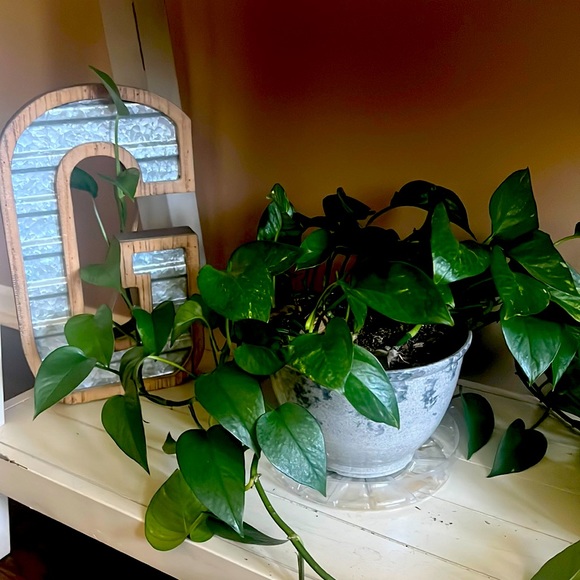 Other | Variegated Pothos Cuttings 23 Leaves And At Least One Node ...